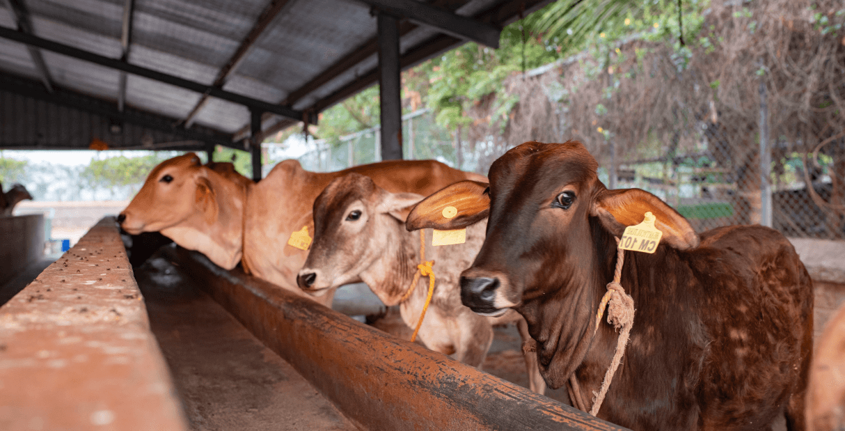 Kanha Shanti Vanam Gaushala – Sacred Indian Cow Sanctuary ...